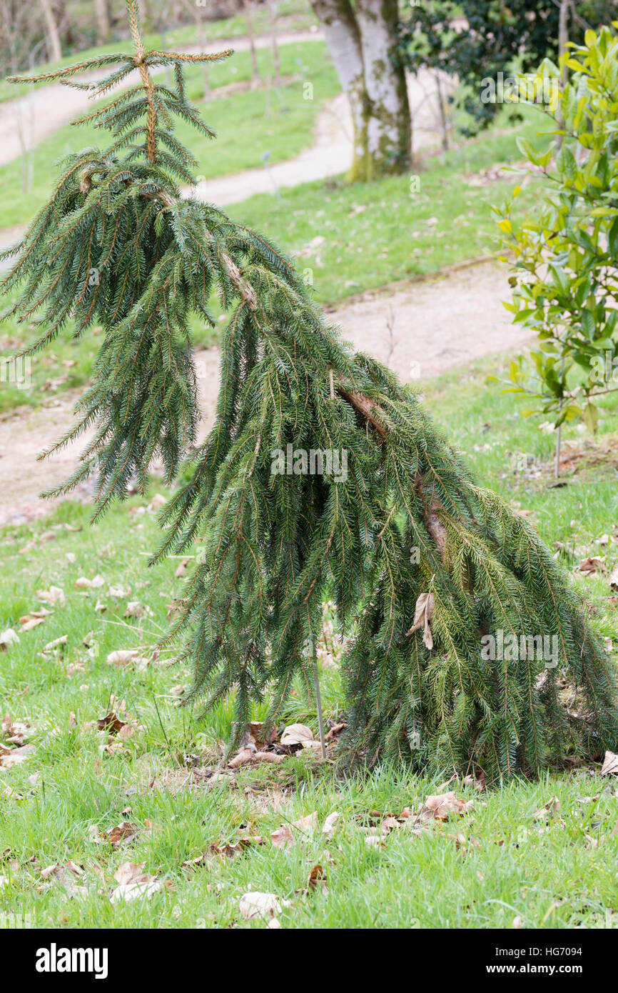 Evergreen tree with drooping branches hi-res stock photography and ...
