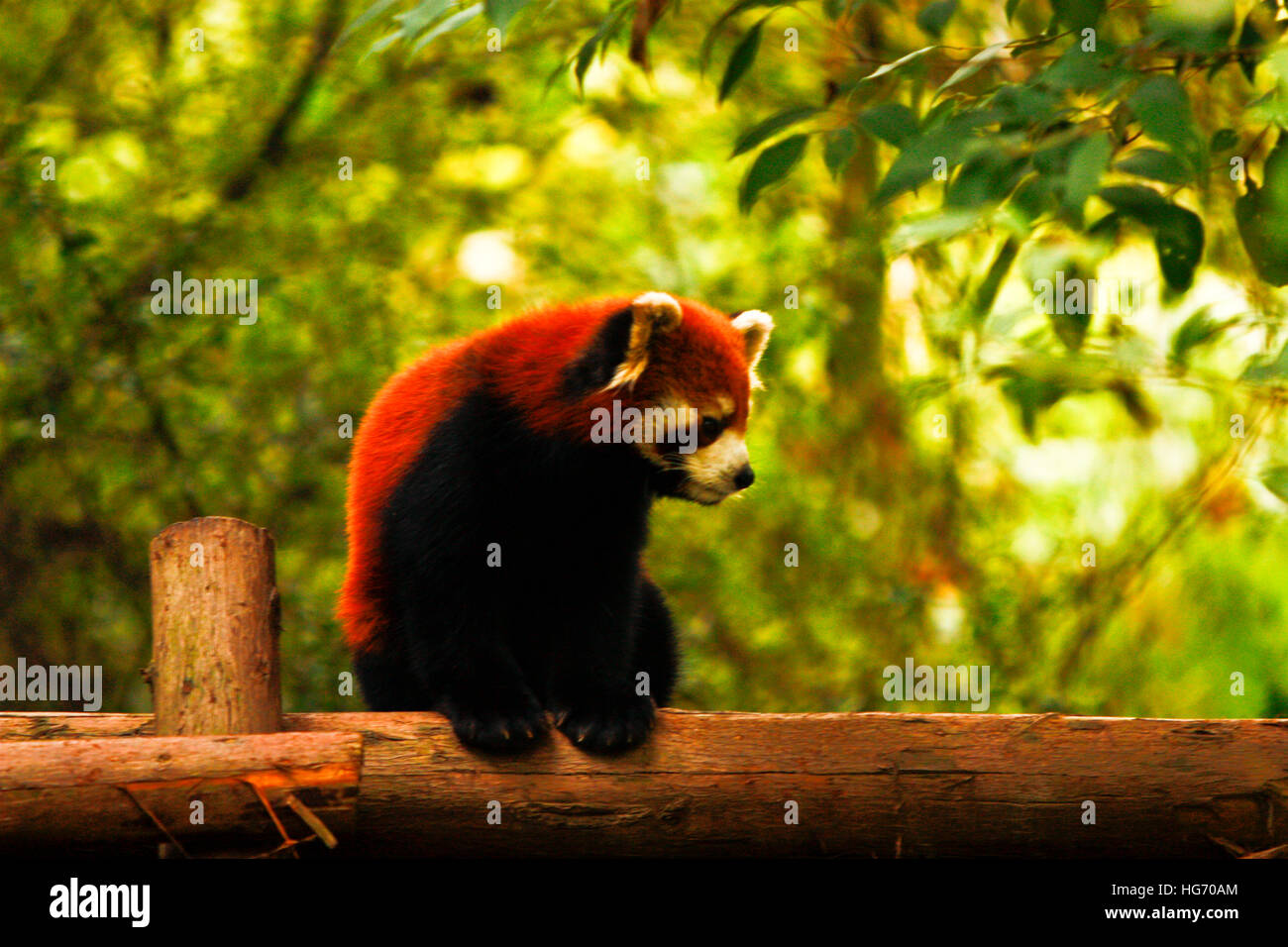 The Chinese Red Panda Stock Photo - Alamy