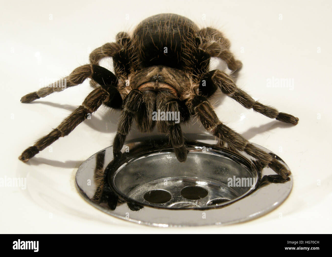 Giant tarantula hi-res stock photography and images - Alamy