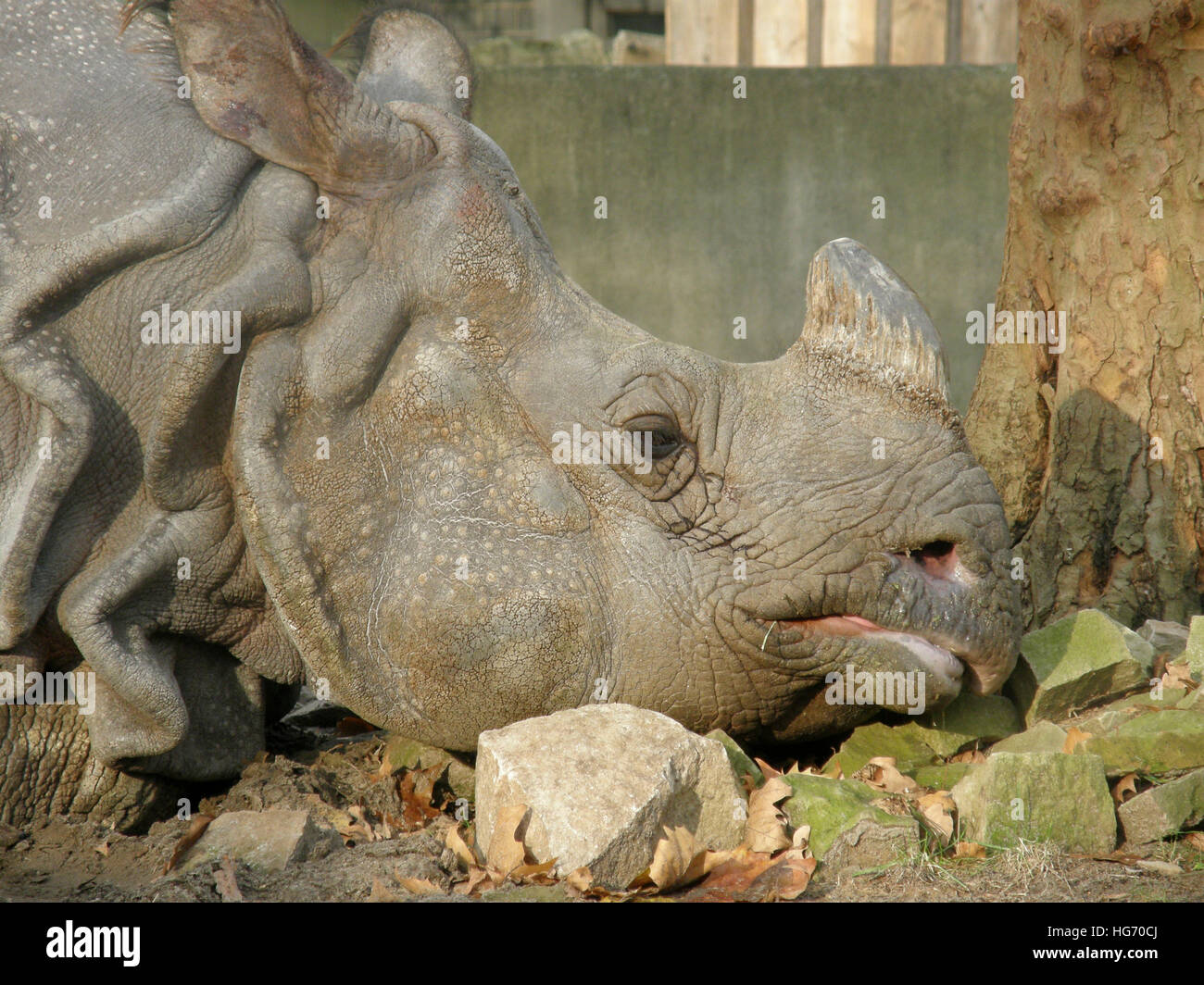 Indian rhinoceros head Stock Photo - Alamy