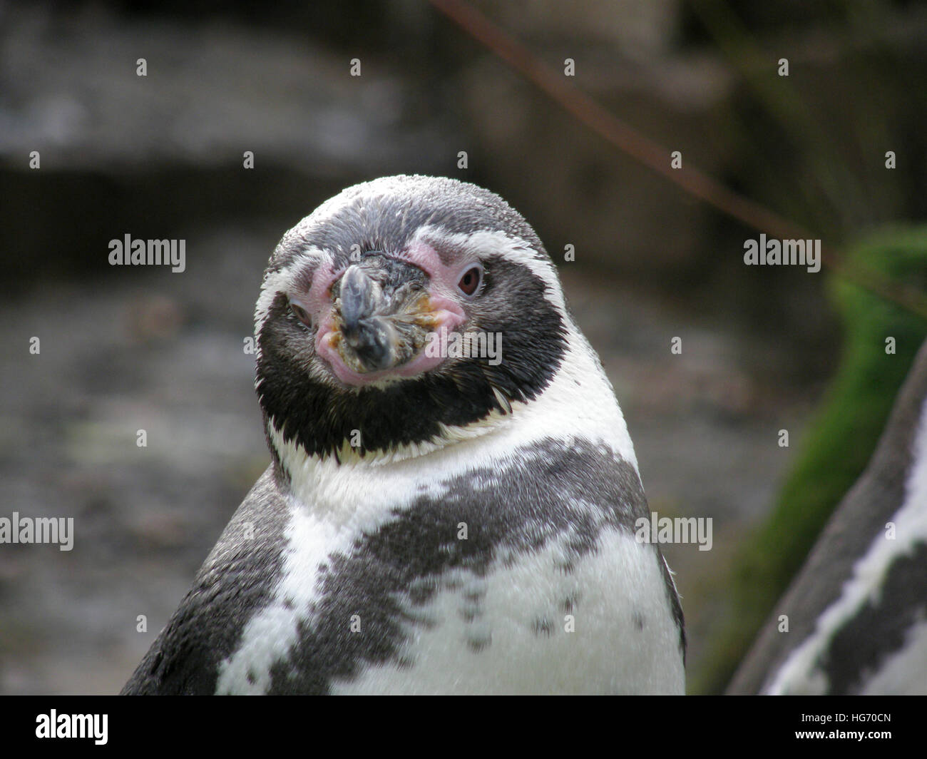 Humbolt penguin head Stock Photo - Alamy