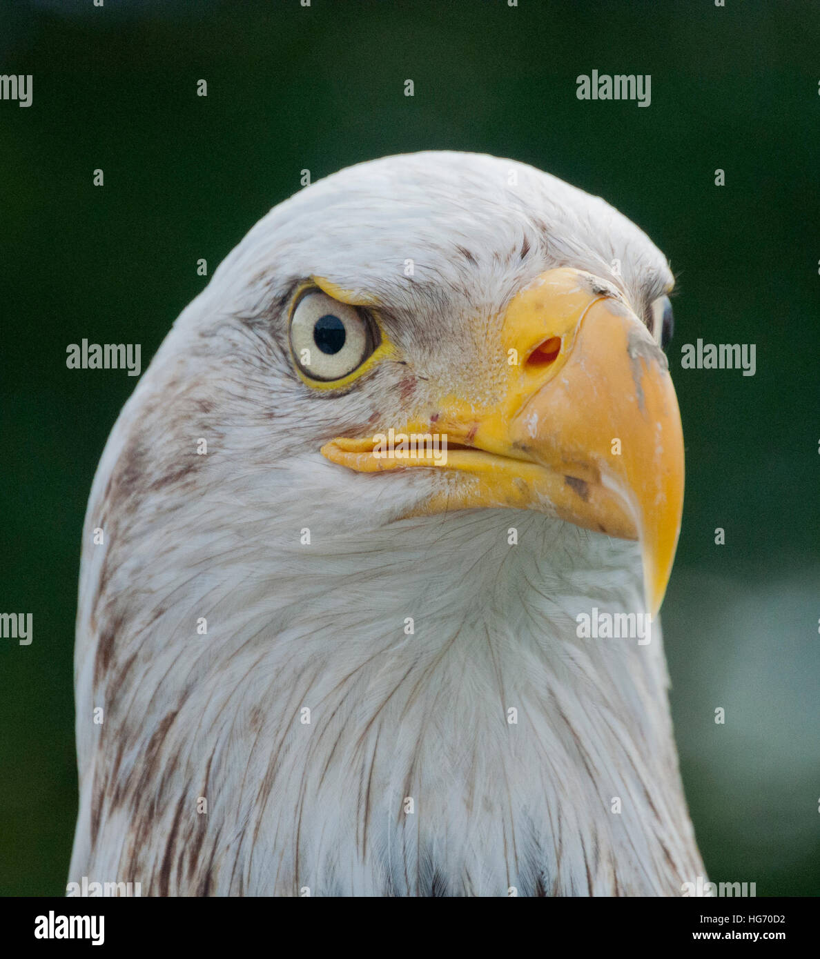 Head of a Bald Eagle Stock Photo - Alamy