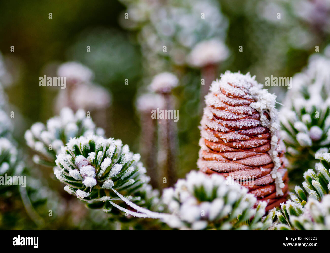 Conifer cone and leaves covered in frost Stock Photo - Alamy