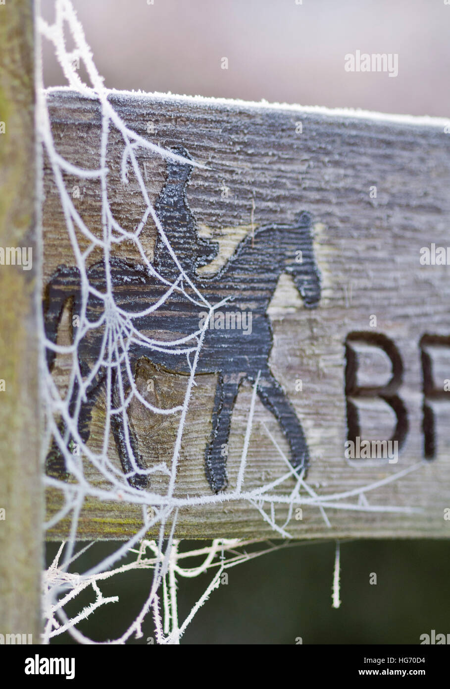 Cobwebs over wooden Bridle path signpost Stock Photo - Alamy