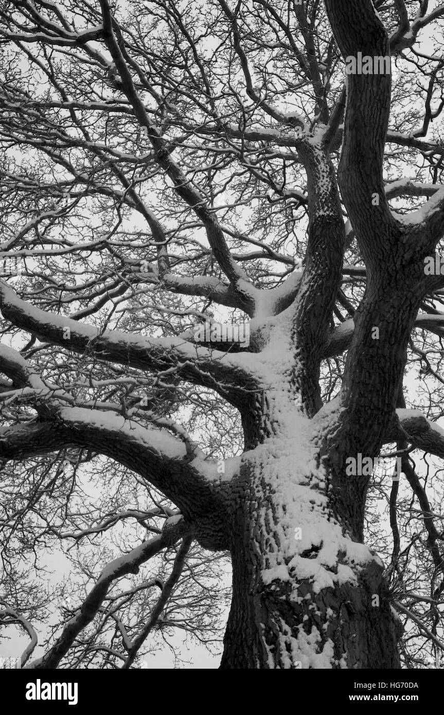 Snow in oak tree Black and White Stock Photos & Images - Alamy