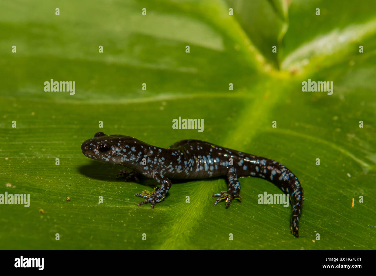 Bright Blue Salamander