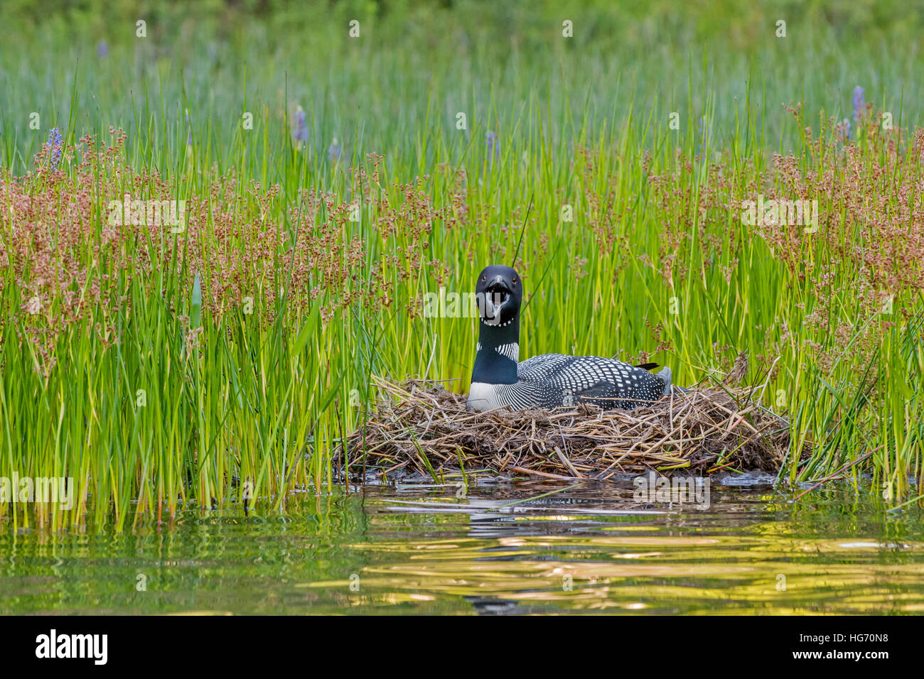 Common Loon (Gavia immer) nesting at edge of lake, Acadia National Park ...