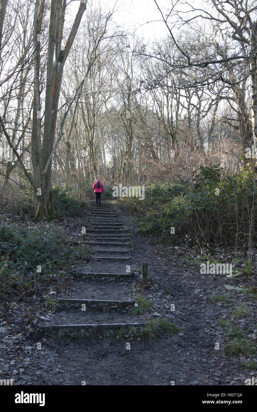 A walker enjoying the winter countryside, walking up muddy steps in a ...