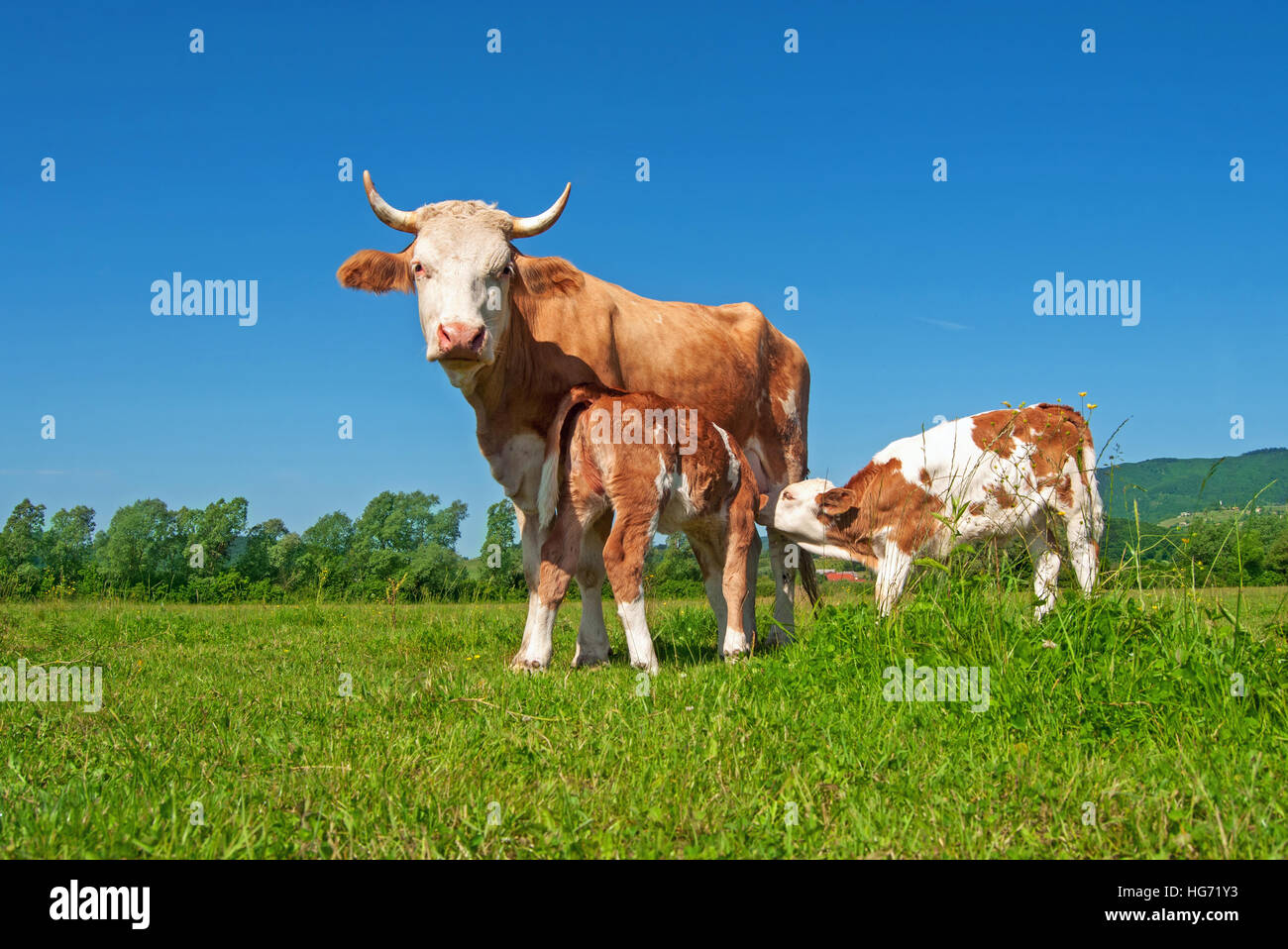 Cow feeding calf hi-res stock photography and images - Alamy