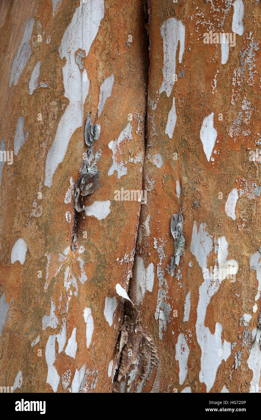 Arrayanes trees hi-res stock photography and images - Alamy
