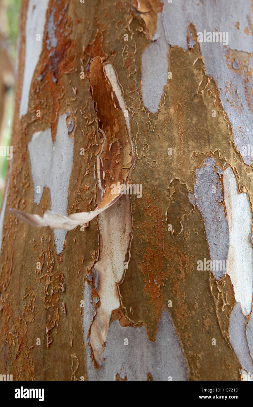 Arrayan trees in Parque Nacional Los Arrayanes, Villa La Angostura ...