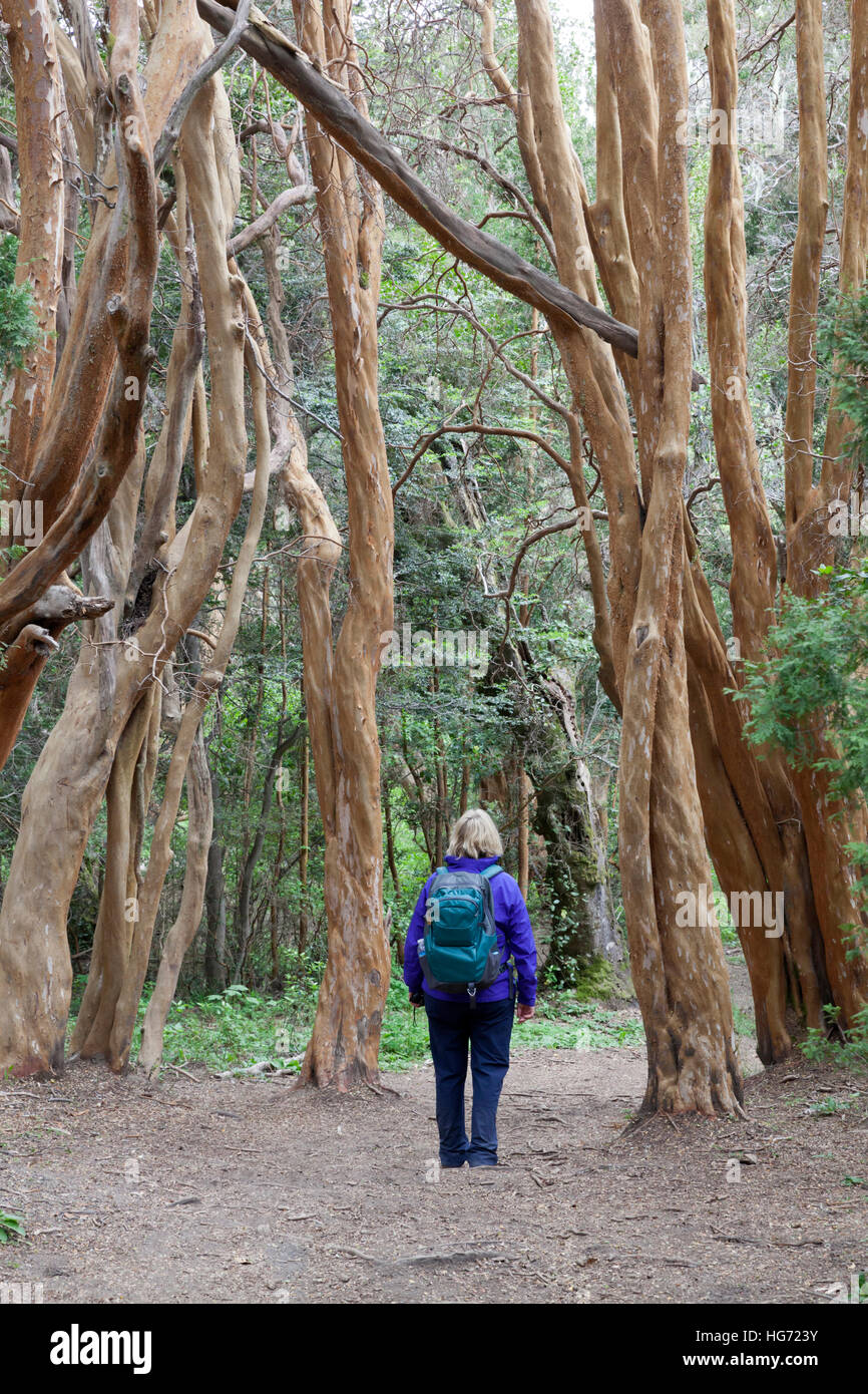 Los arrayanes national park hi-res stock photography and images - Alamy