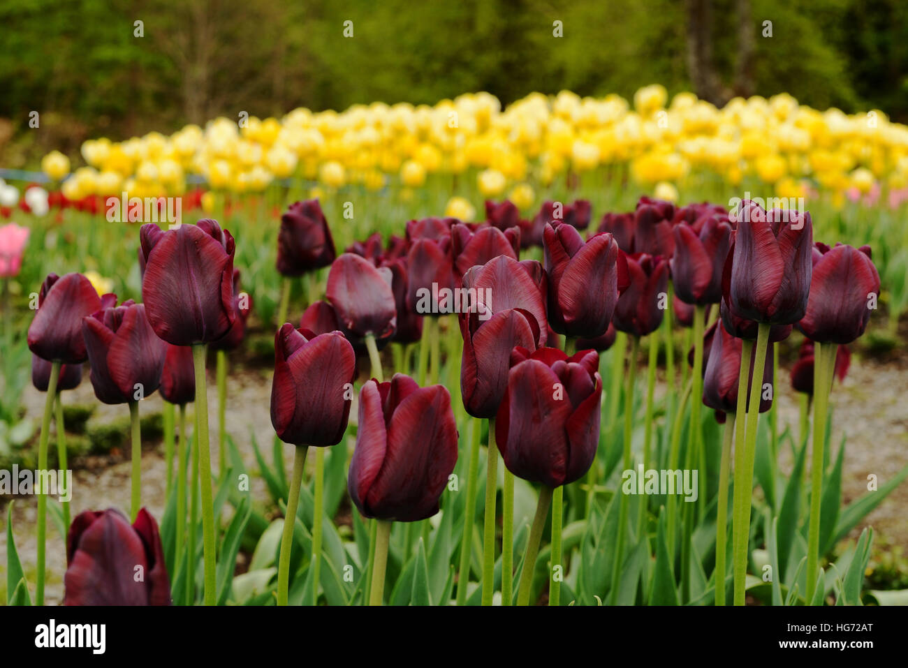 Cheerful garden display hi-res stock photography and images - Alamy