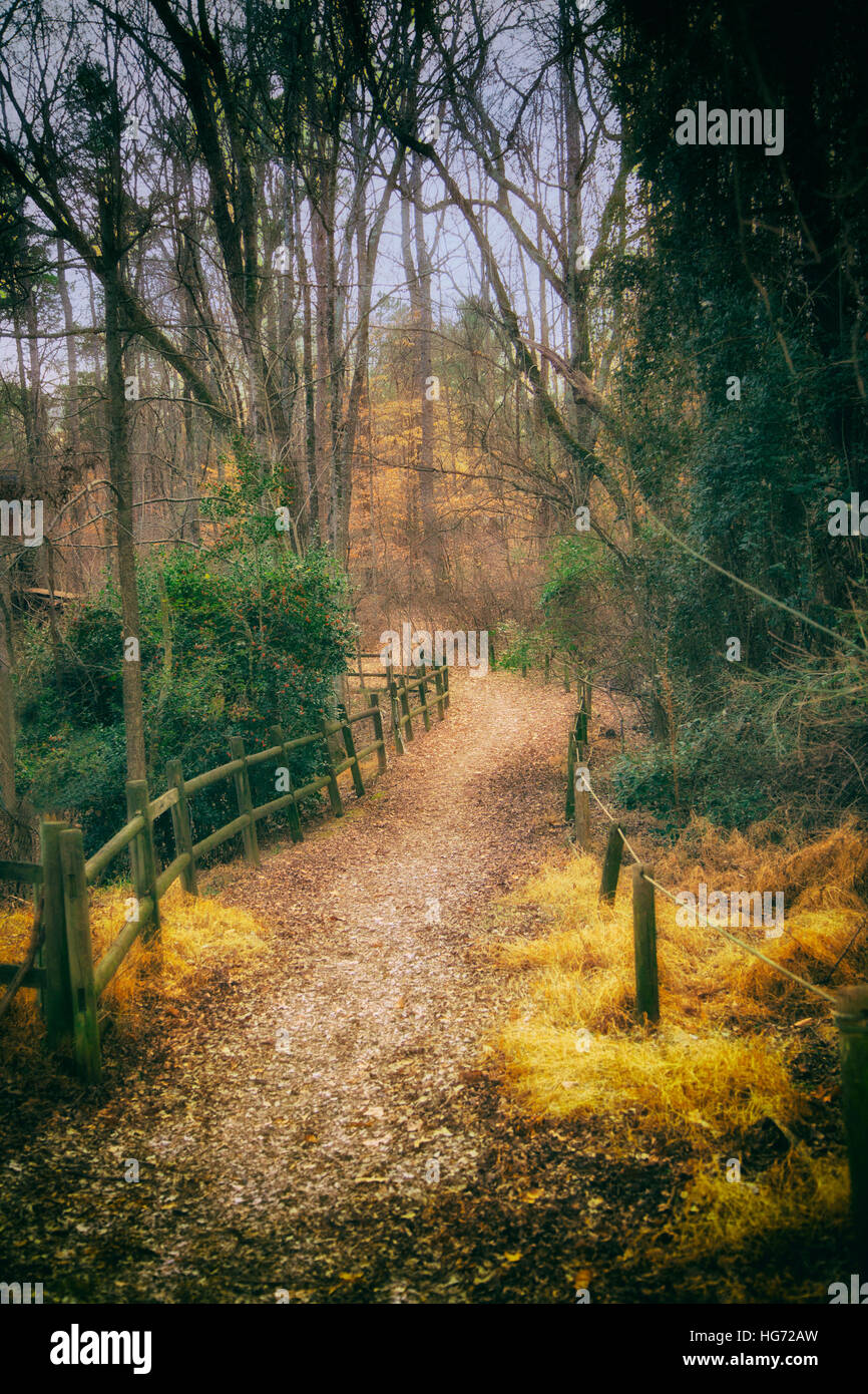 Tree pathway hi-res stock photography and images - Alamy