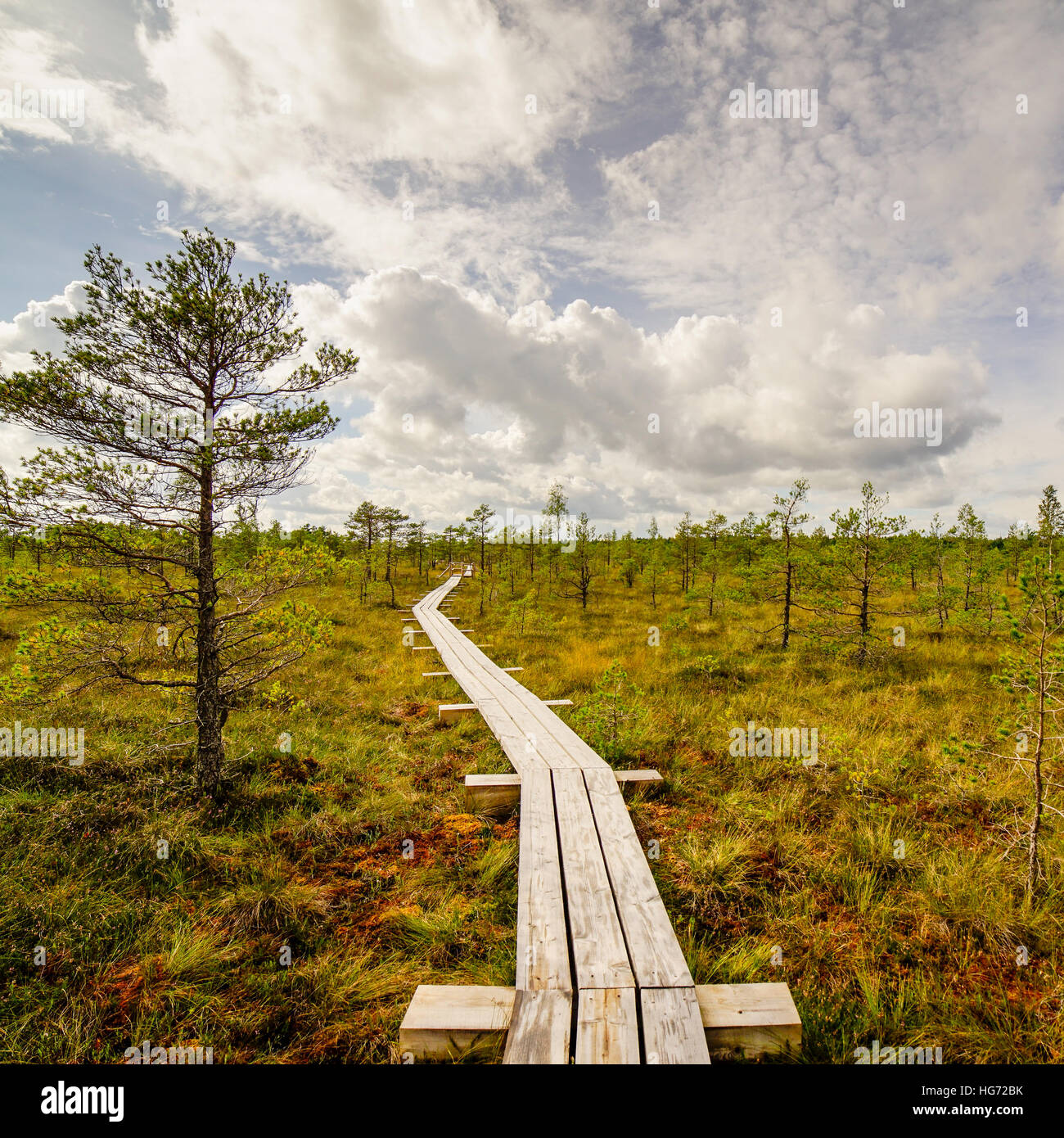 swamp view with lakes and footpath - square image Stock Photo - Alamy