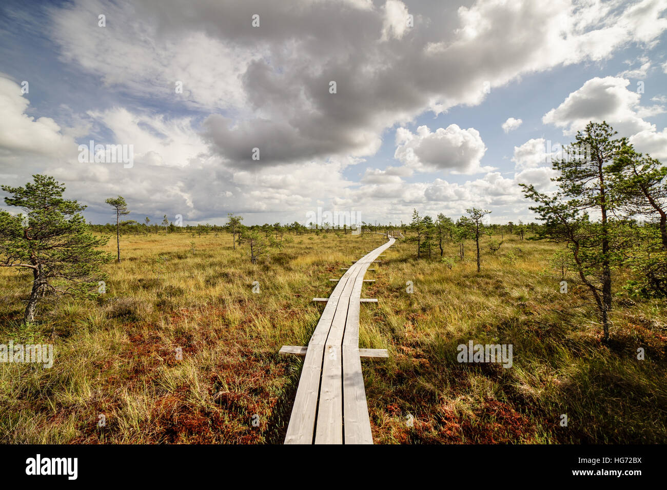 swamp view with lakes and footpath Stock Photo - Alamy
