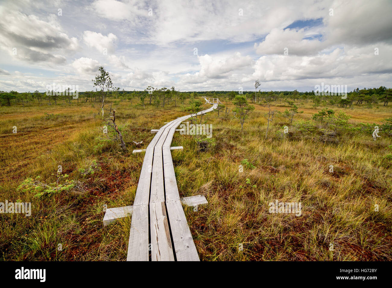 swamp view with lakes and footpath Stock Photo - Alamy
