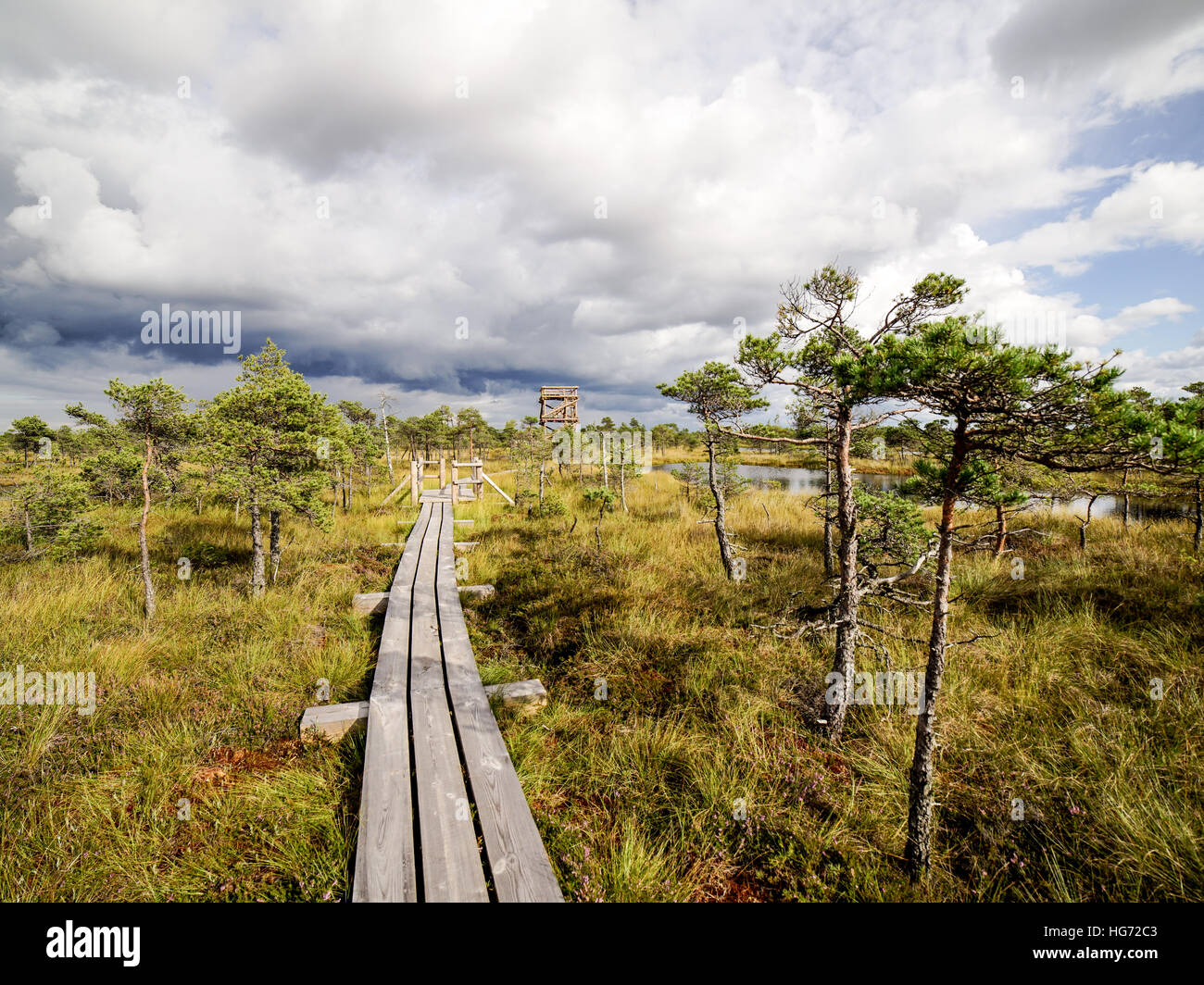 swamp view with lakes and footpath Stock Photo - Alamy