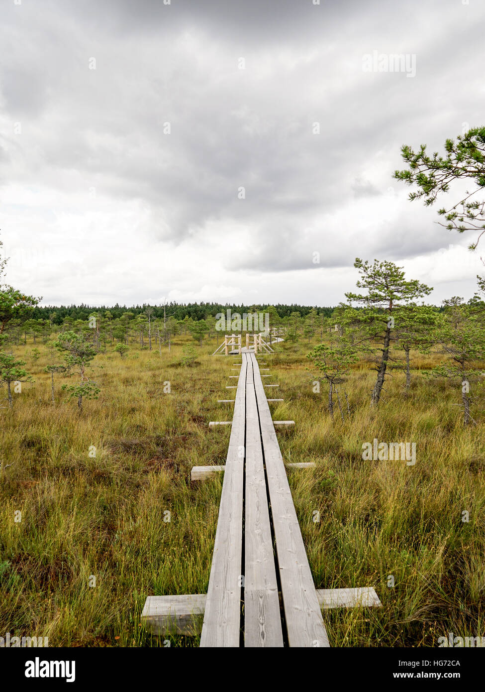 swamp view with lakes and footpath Stock Photo - Alamy