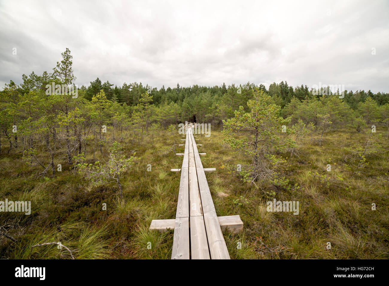 swamp view with lakes and footpath Stock Photo - Alamy