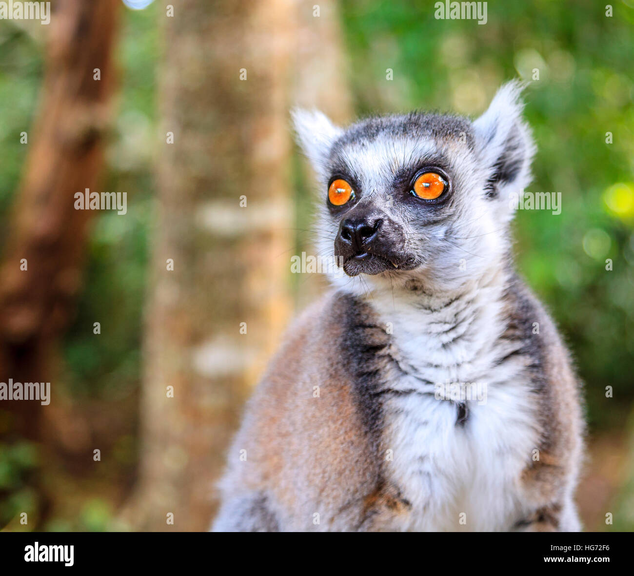 Closeup lemur hi-res stock photography and images - Alamy