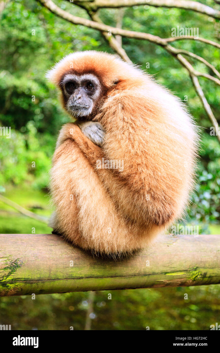 Lar or white-handed gibbon at primate rescue center near Plettenberg ...