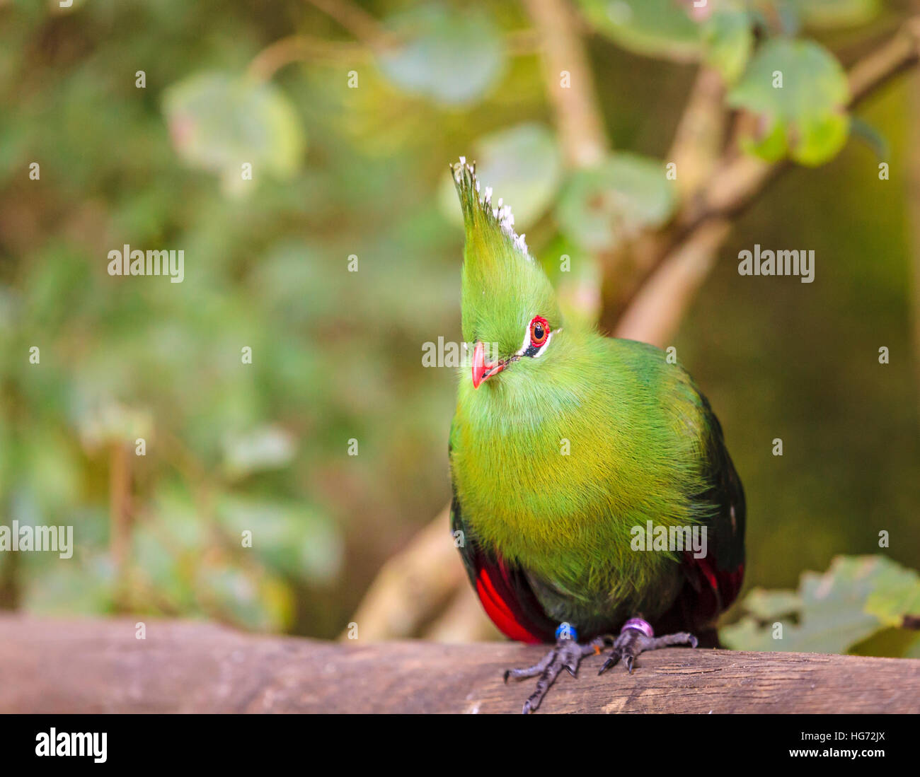 Green turaco portrait hi-res stock photography and images - Alamy