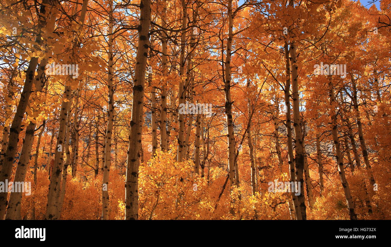 Aspen Forest in Autumn Stock Photo - Alamy