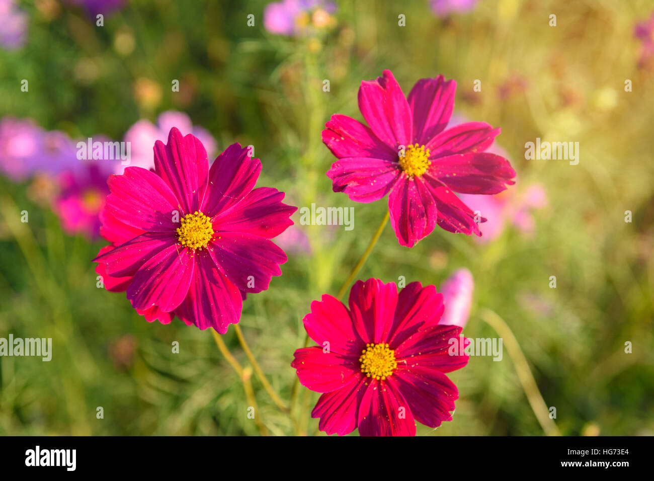 Pink cosmos flower farm hi-res stock photography and images - Alamy