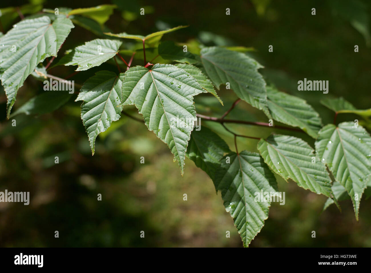 Morifolium hi-res stock photography and images - Alamy
