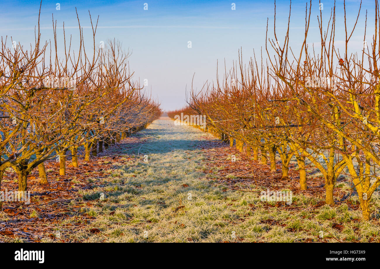 sunny day on frozen fields in cold winter in Italy Stock Photo - Alamy