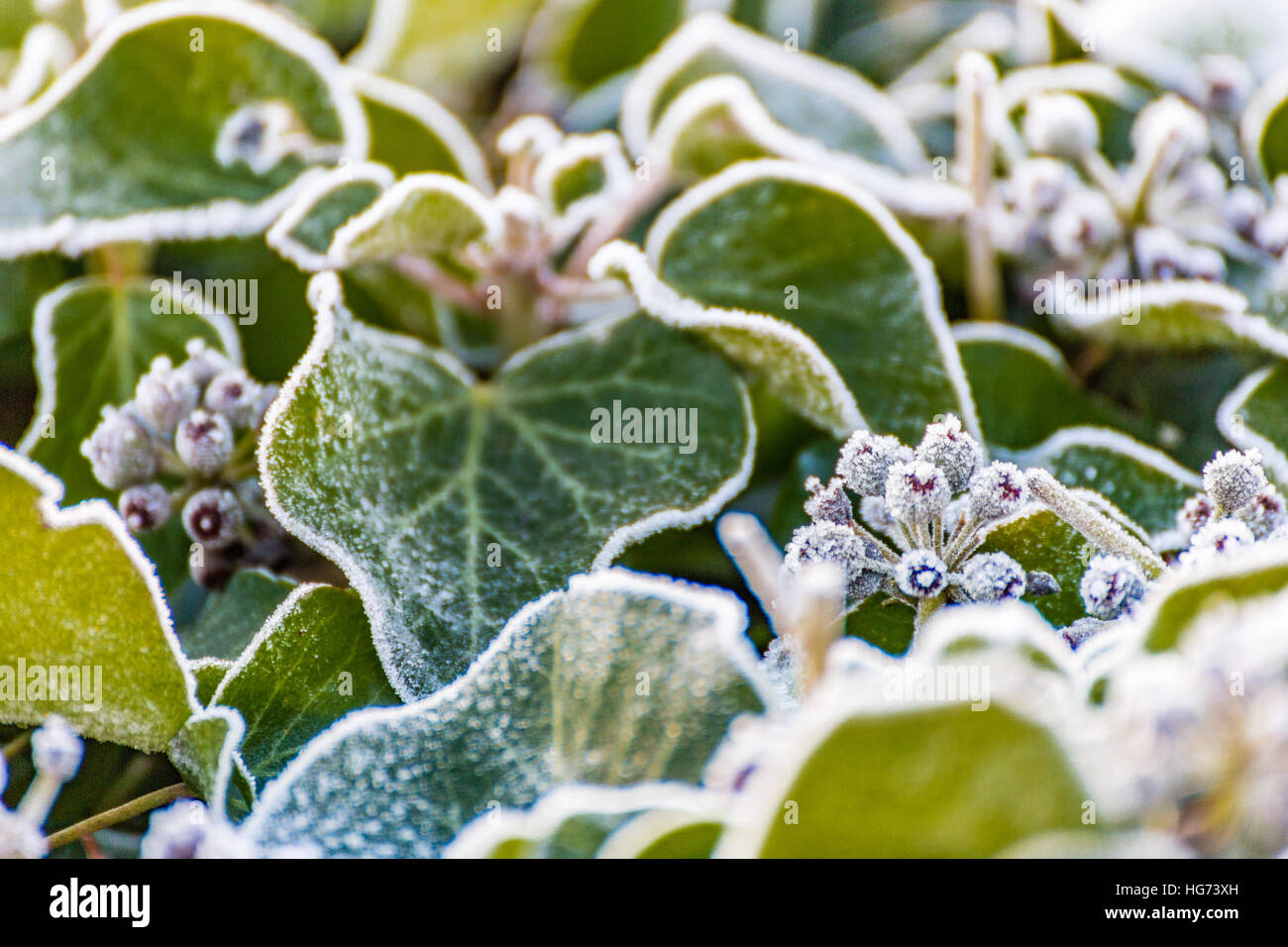 green leaves of a frozen bush in winter Stock Photo - Alamy