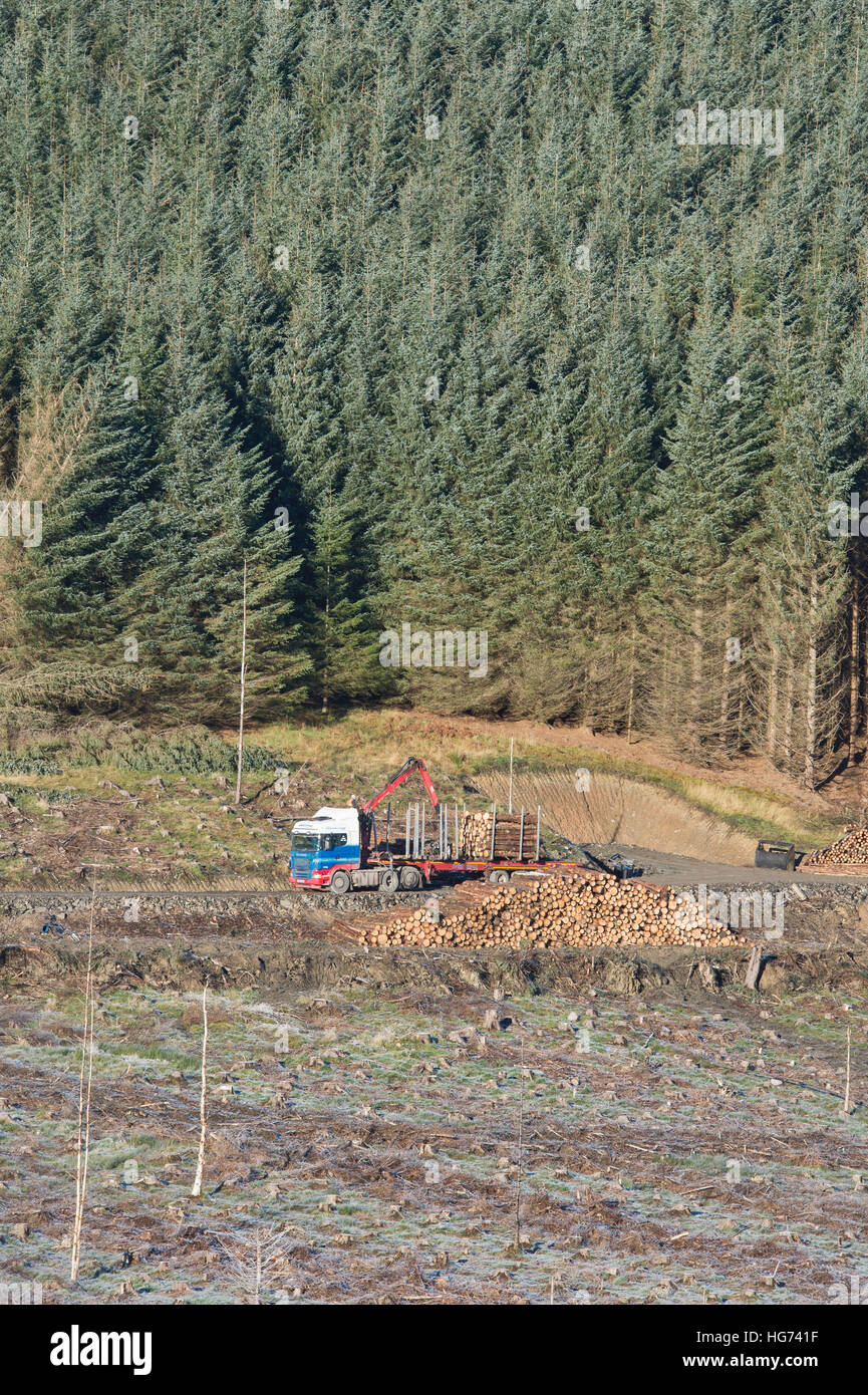 Felled timber scottish forest hi-res stock photography and images - Alamy