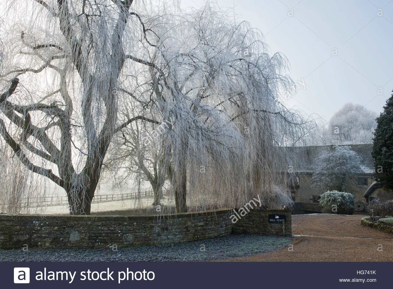 Weeping Willow Mist Stock Photos & Weeping Willow Mist Stock Images - Alamy