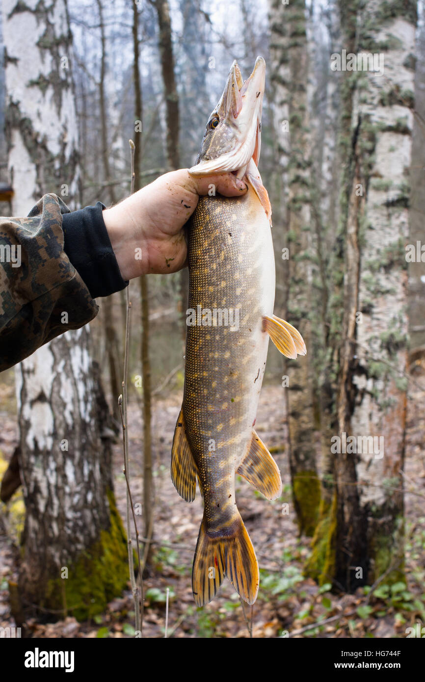 pike in a man's hand Stock Photo - Alamy