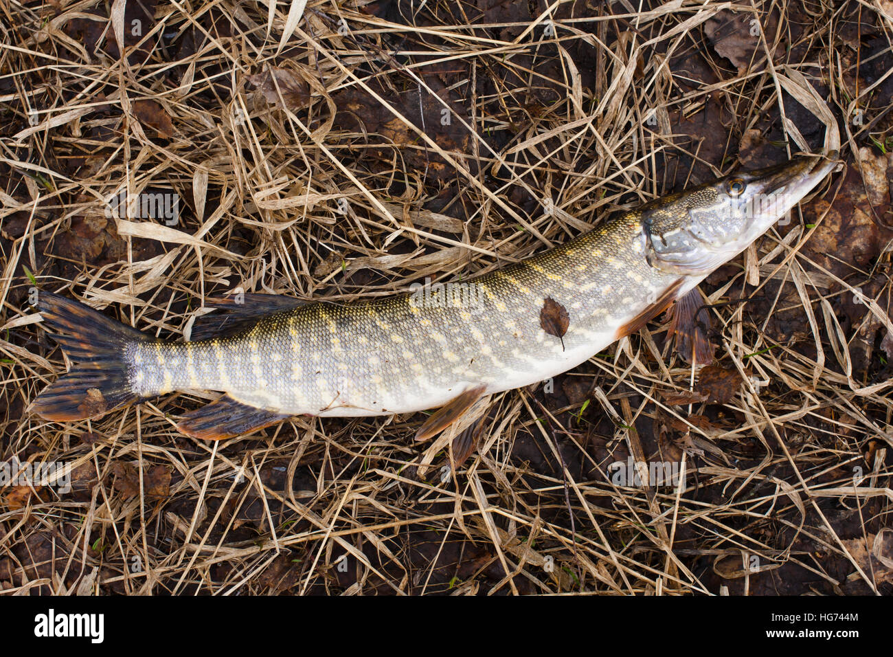Grass pike hi-res stock photography and images - Alamy