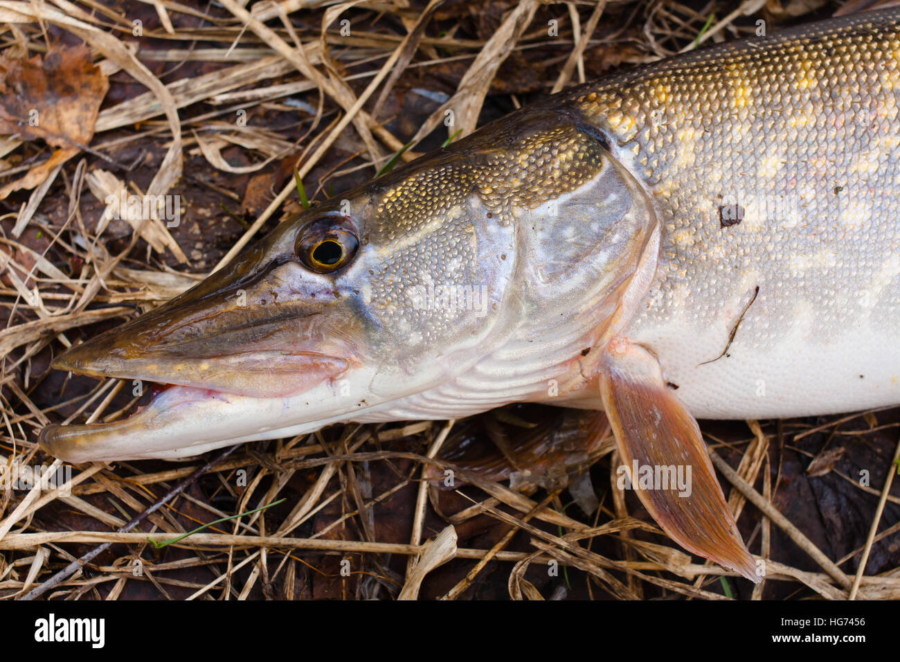 head of a pike Stock Photo - Alamy