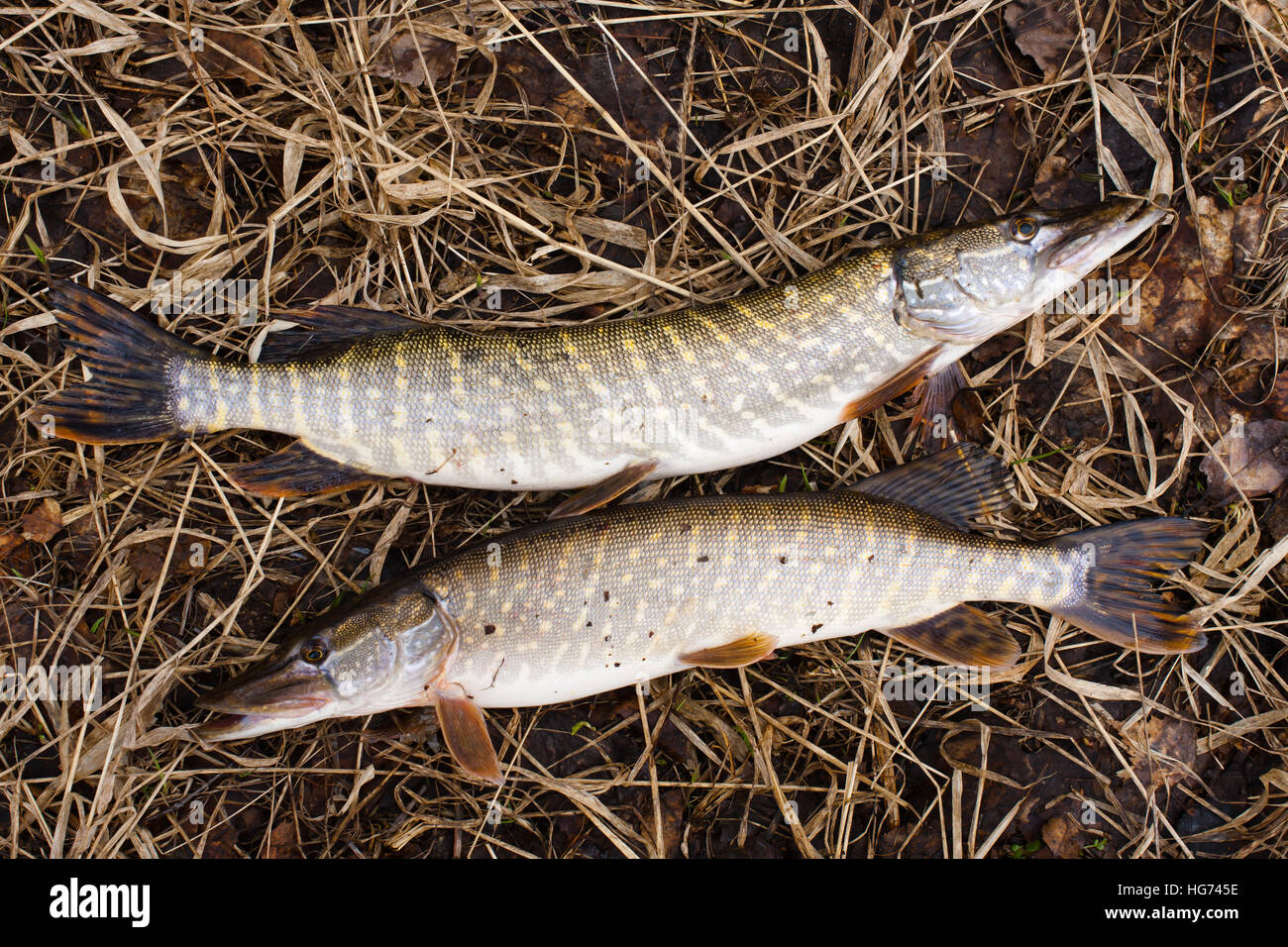 Trophy pike hi-res stock photography and images - Alamy