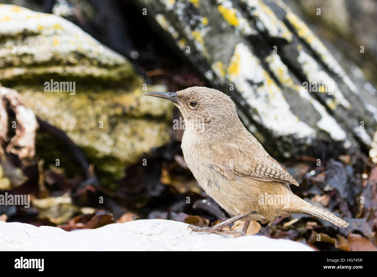 Cobb's Wren on Carcass Island in the Falklands Stock Photo - Alamy