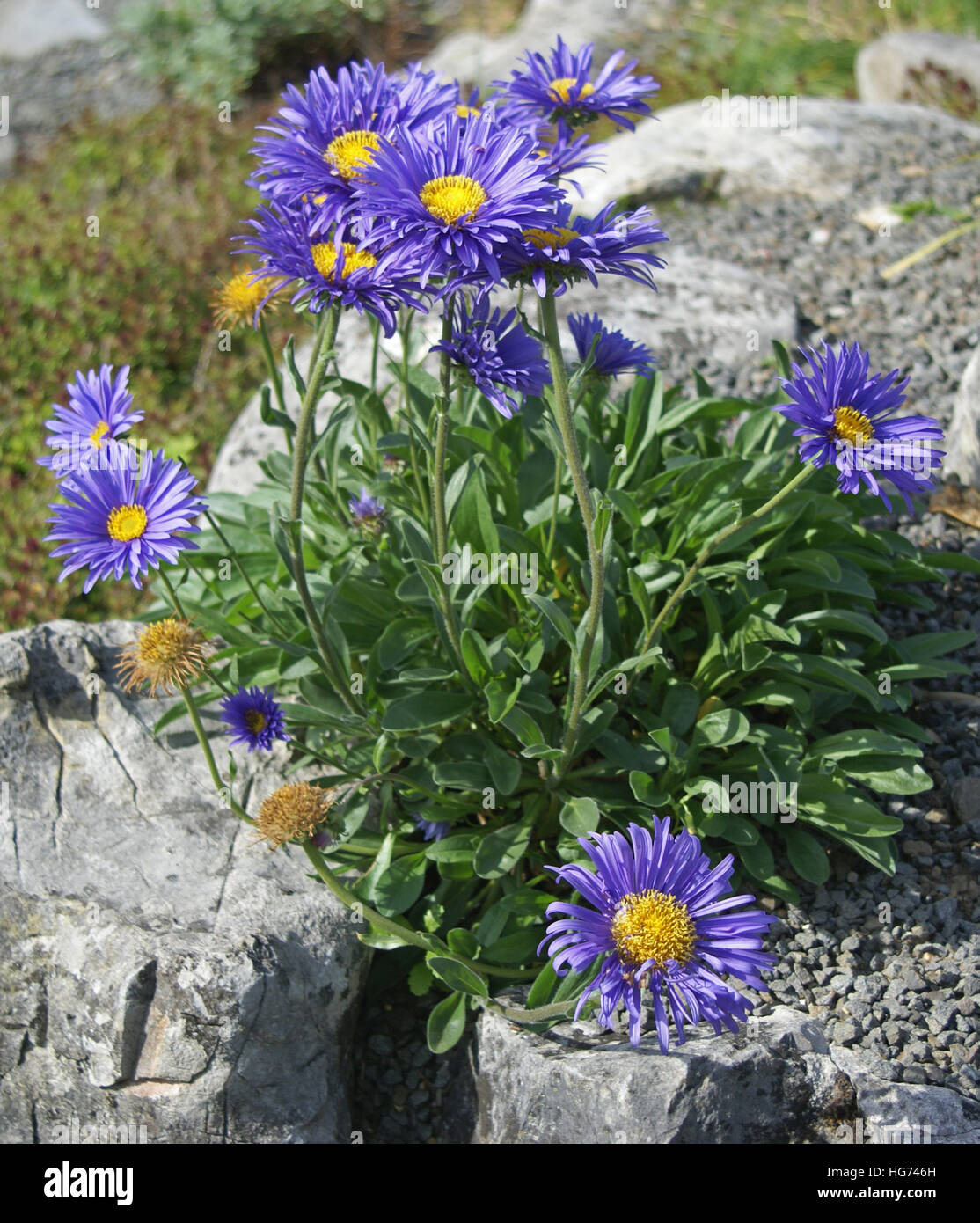 Aster alpinus hi-res stock photography and images - Alamy