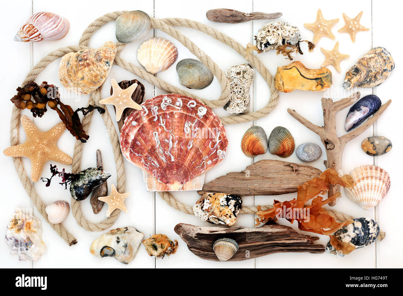 Natural seaside beautiful treasure with driftwood, seashells, rope ...