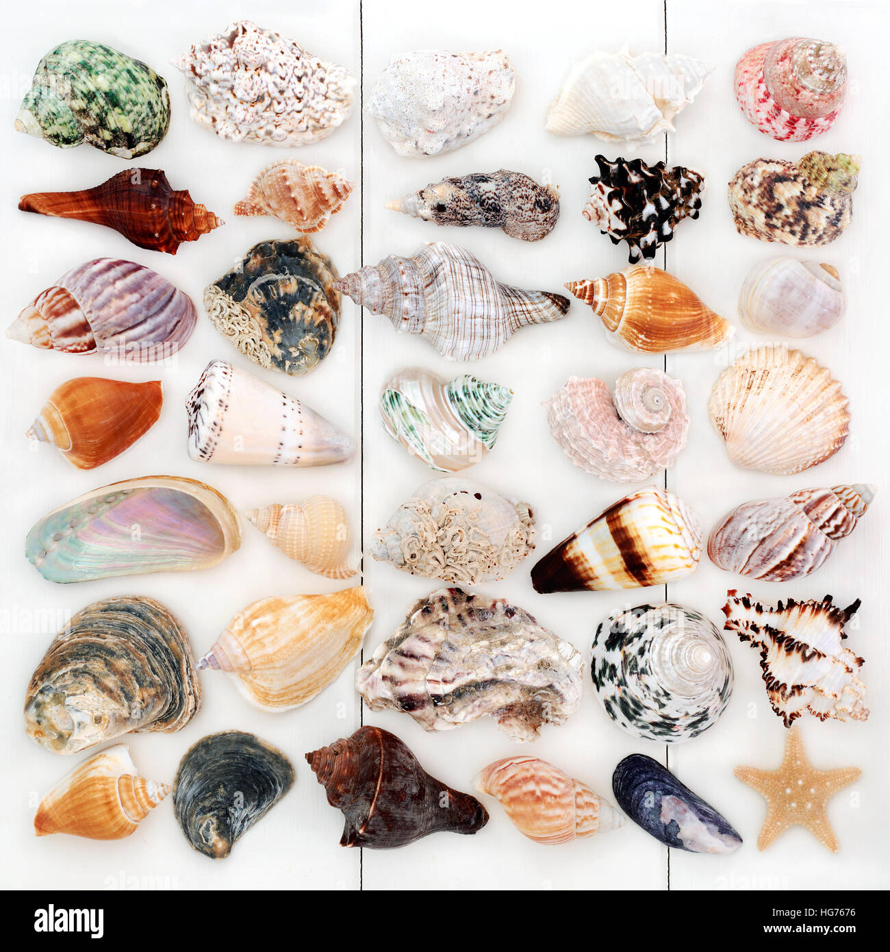 Large seashell collection with a variety of shells on white wood ...