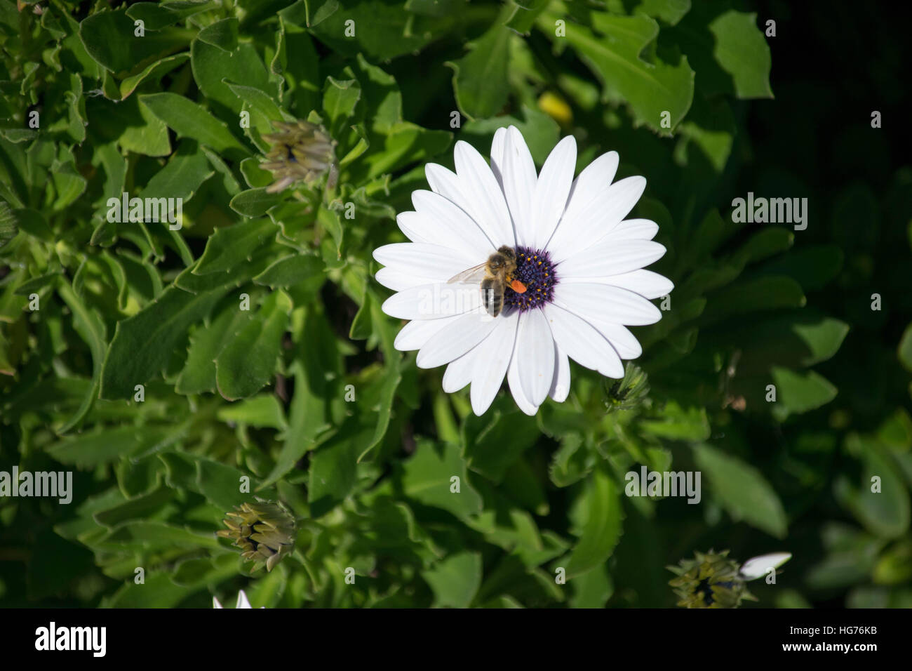 A single white flower Stock Photo - Alamy