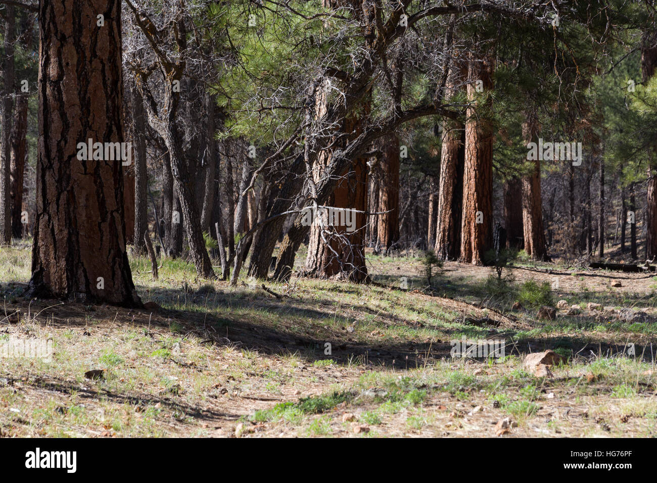 The Arizona Trail winding through a ponderosa pine forest on the ...