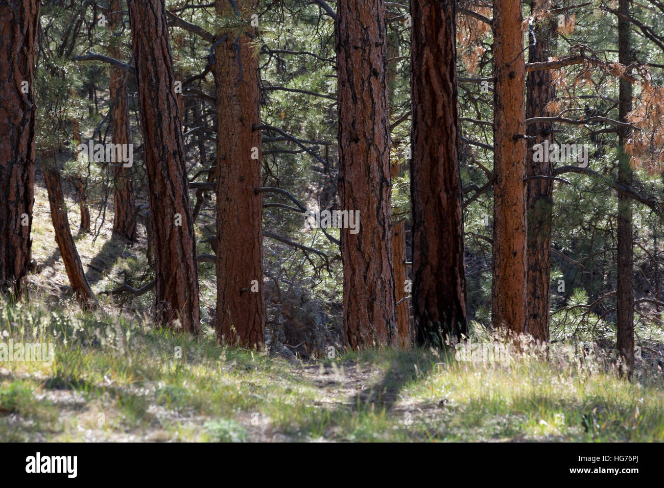 Various grasses growing below a ponderosa pine trees forest on the ...