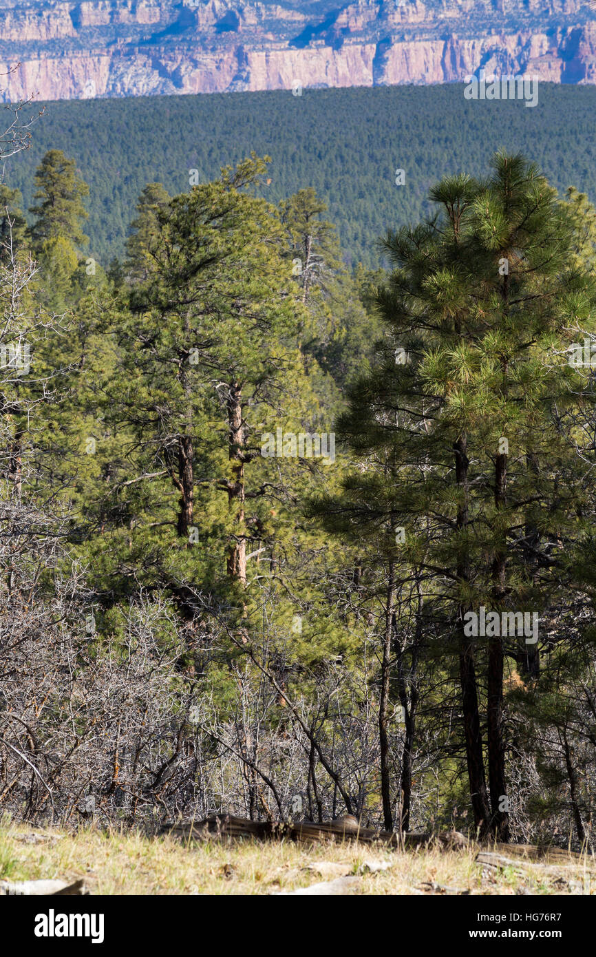 Features of the Grand Canyon peeking out from a viewpoint along the ...