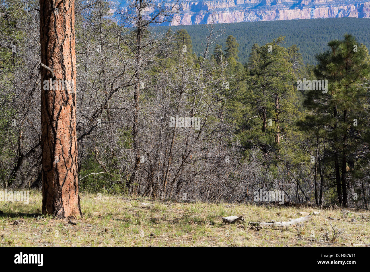 Features of the Grand Canyon peeking out from a viewpoint along the ...