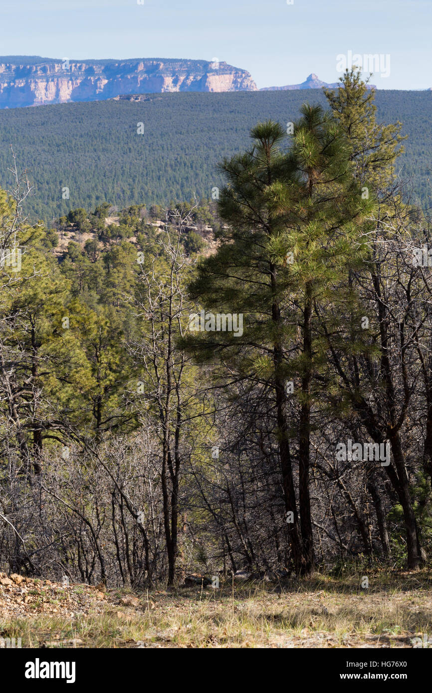 Features of the Grand Canyon peeking out from a viewpoint along the ...