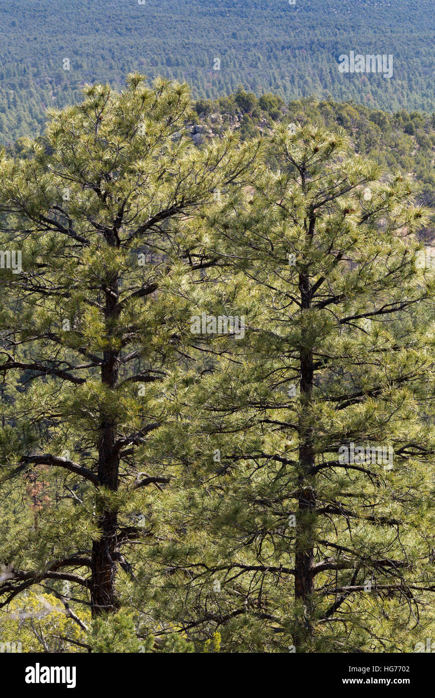 An overlook along the Coconino Rim extending far below near the Grand ...