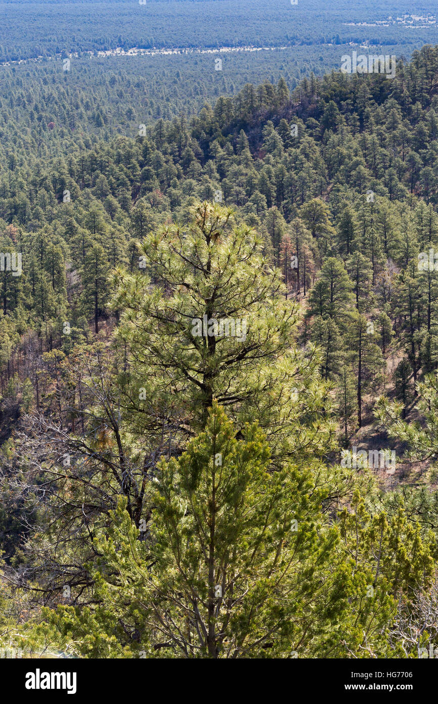 An overlook along the Coconino Rim extending far below near the Grand ...